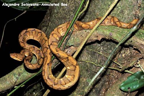 Corallus annulatus :: Amazon tree boa