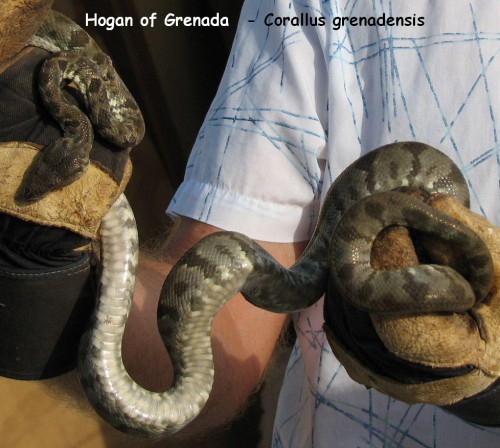 Corallus grenadensis :: Amazon tree boa