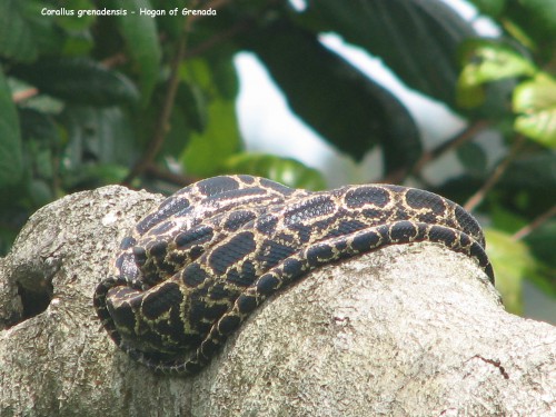 Corallus grenadensis :: Amazon tree boa